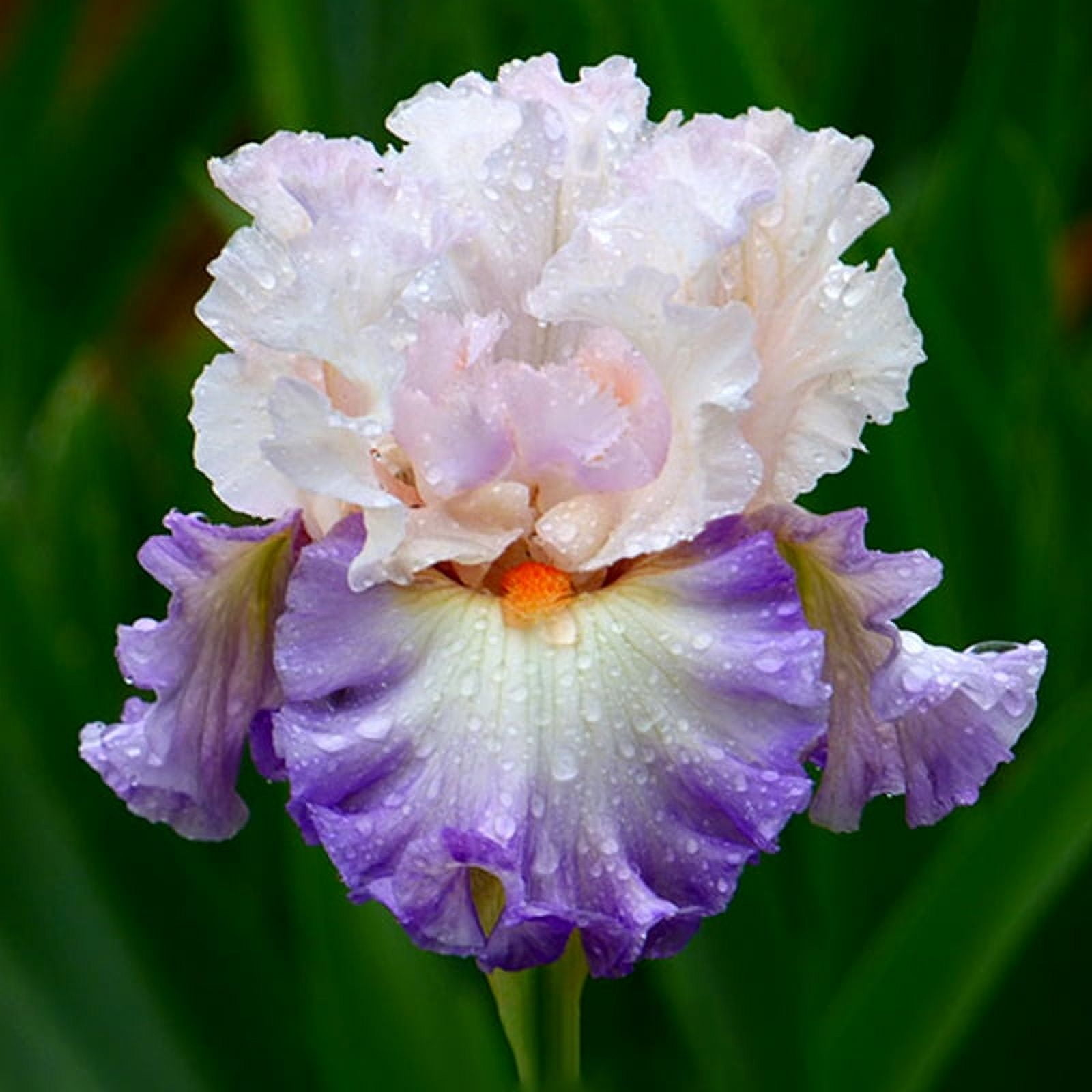 Polite Applause Bearded Iris Flower Bulbs - Attracts Butterflies and ...