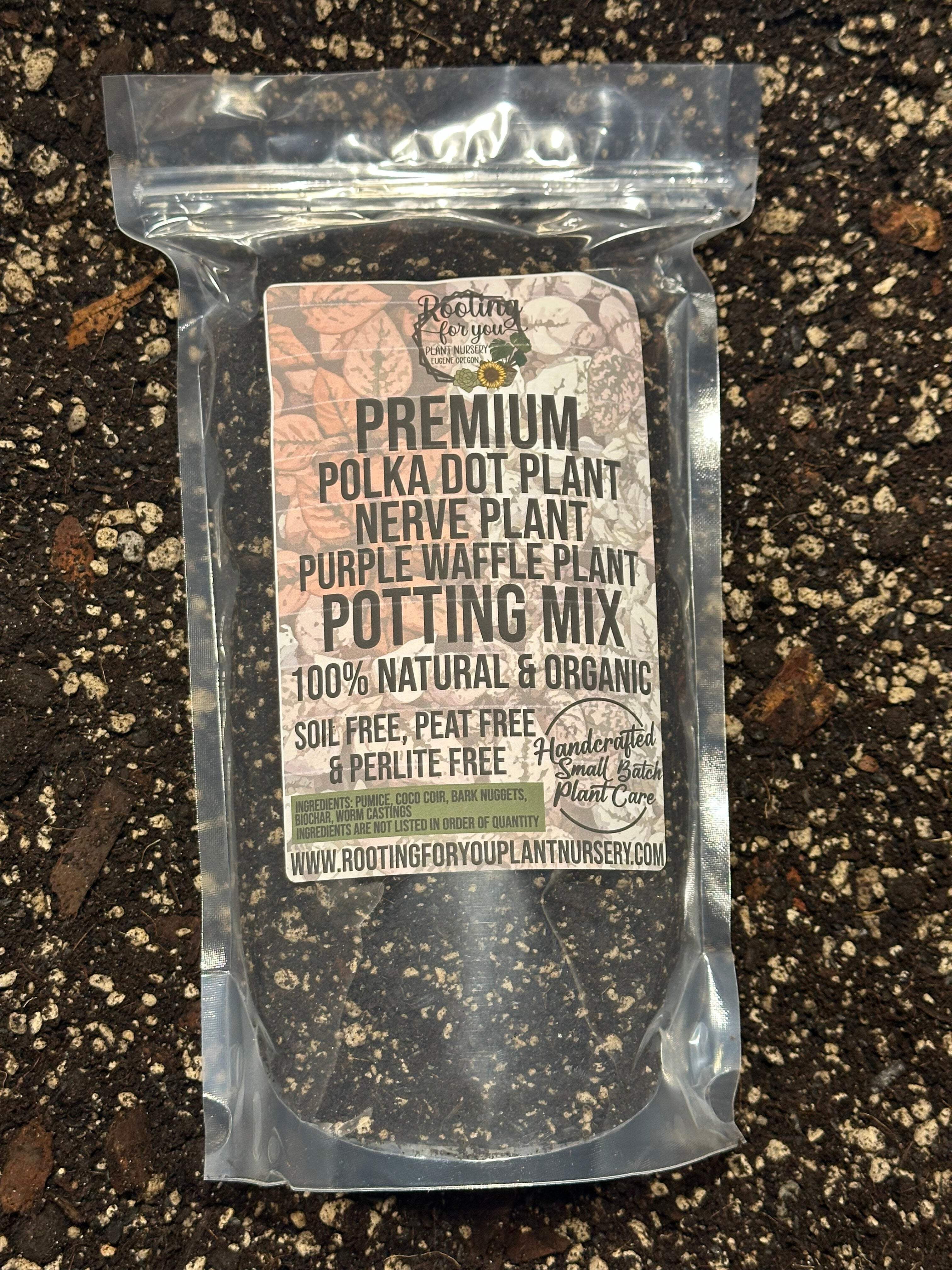 Polka Dot Plant - Fittonia Nerve Plant - Purple Waffle Plant Premium ...