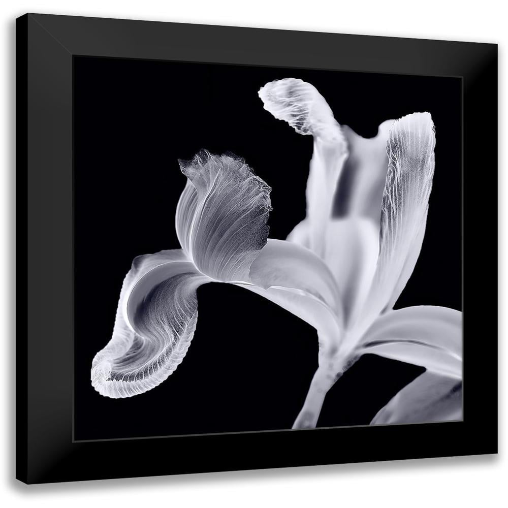 Pollard, David 20x20 Black Modern Framed Museum Art Print Titled - Iris ...