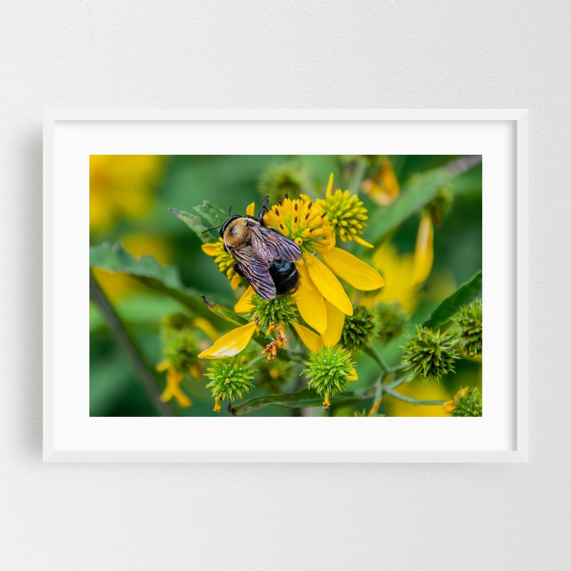 Pollinator Working in the Mountains of Virginia - Virginia Photography ...