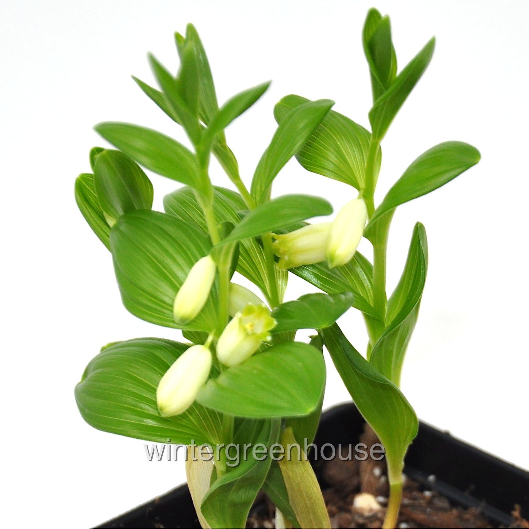 LIVE Polygonatum Humile Dwarf Solomon's Seal 4" Pot - Indoor ...