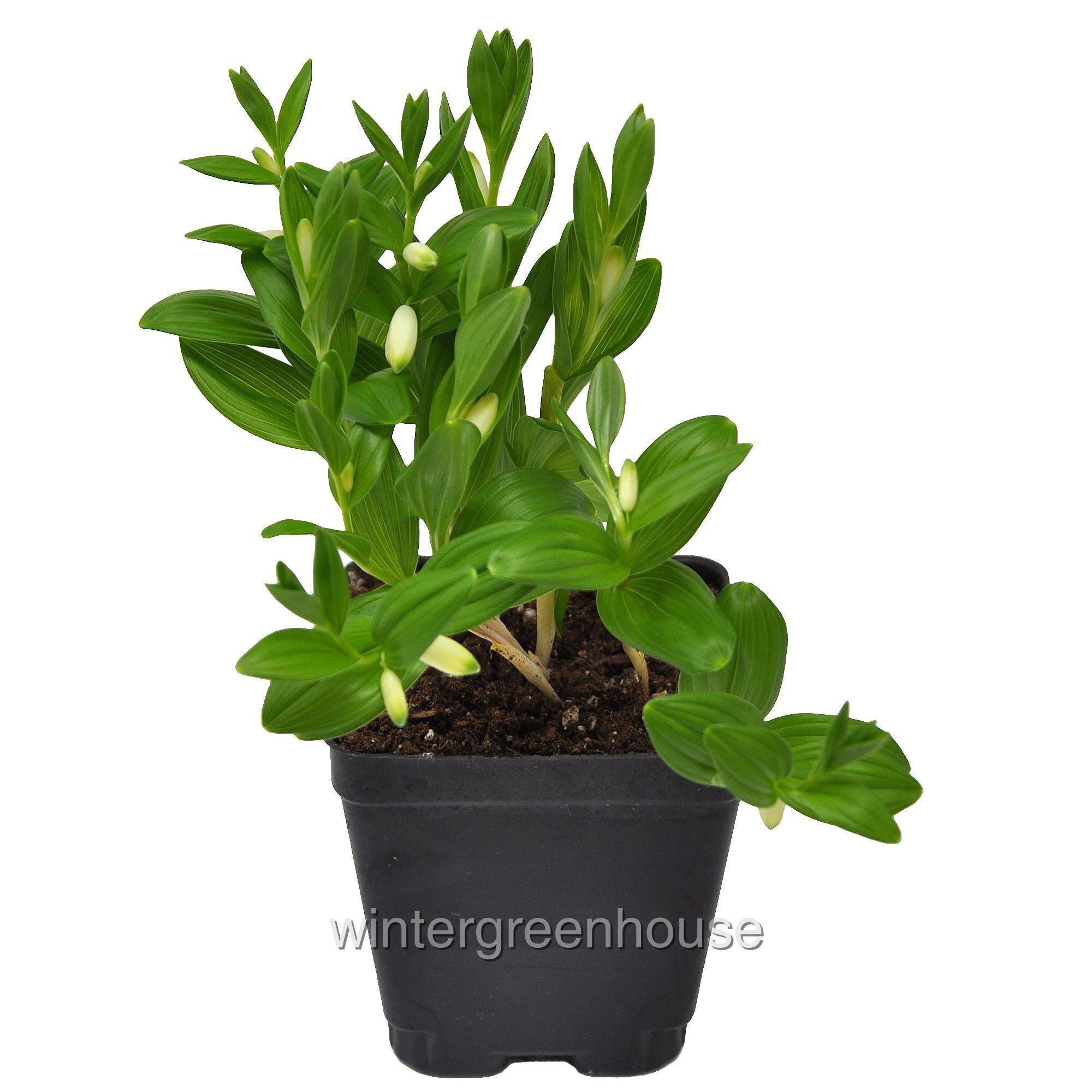 Polygonatum Humile, Dwarf Solomon's Seal, Solomon's Seal - Pot Size: 4 ...