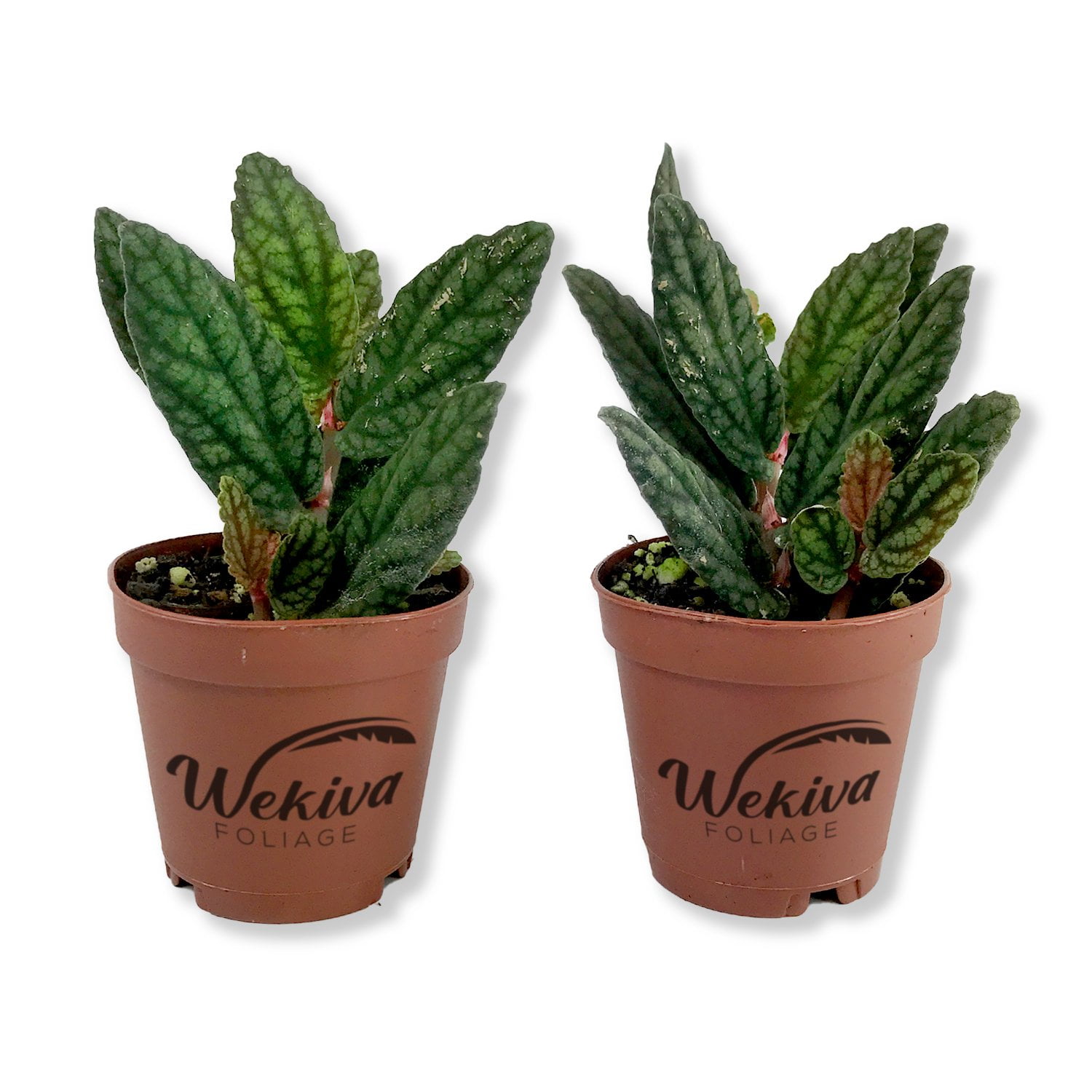 Polynesian Ivy - 2 Live Starter Plants in 2 Inch Pots - Pellionia ...