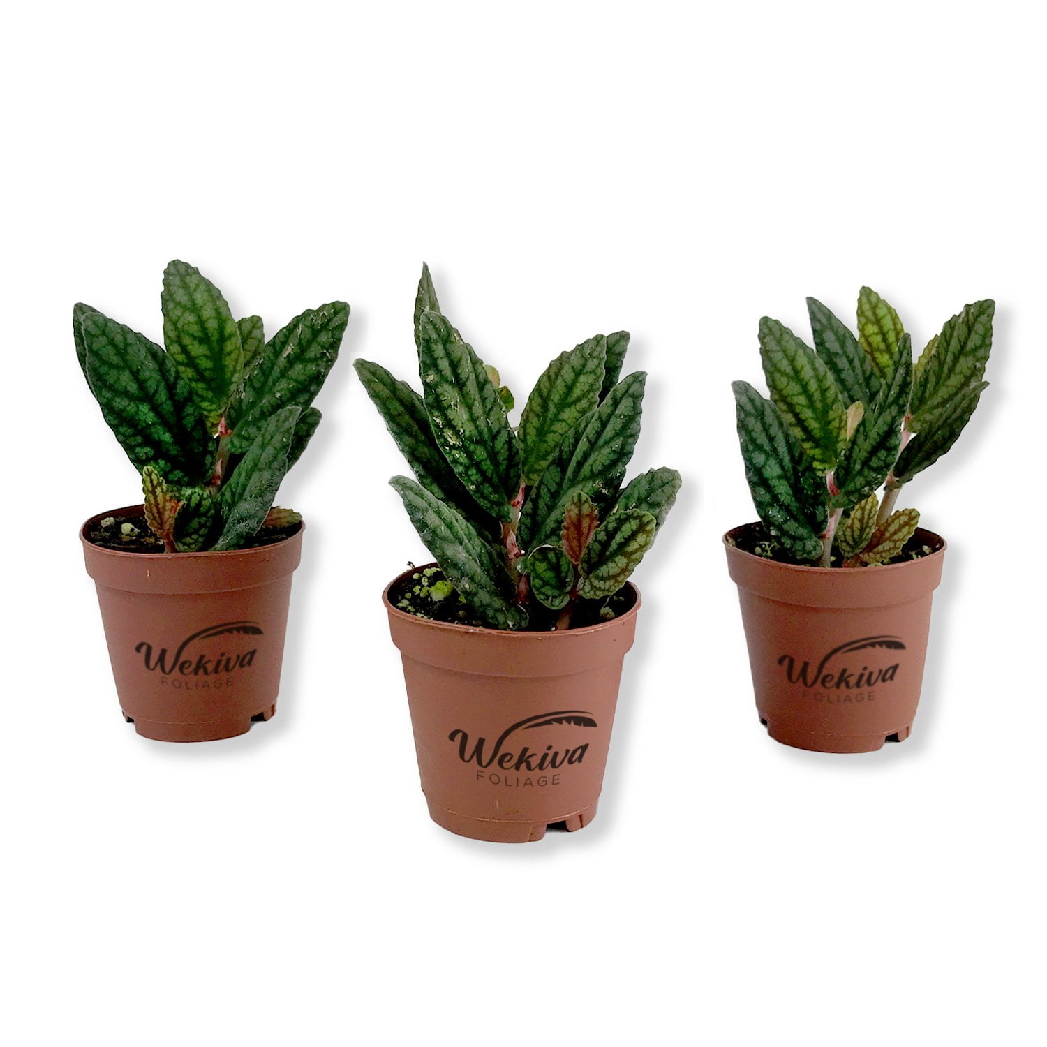 Polynesian Ivy - 3 Live Starter Plants in 2 Inch Pots - Pellionia ...