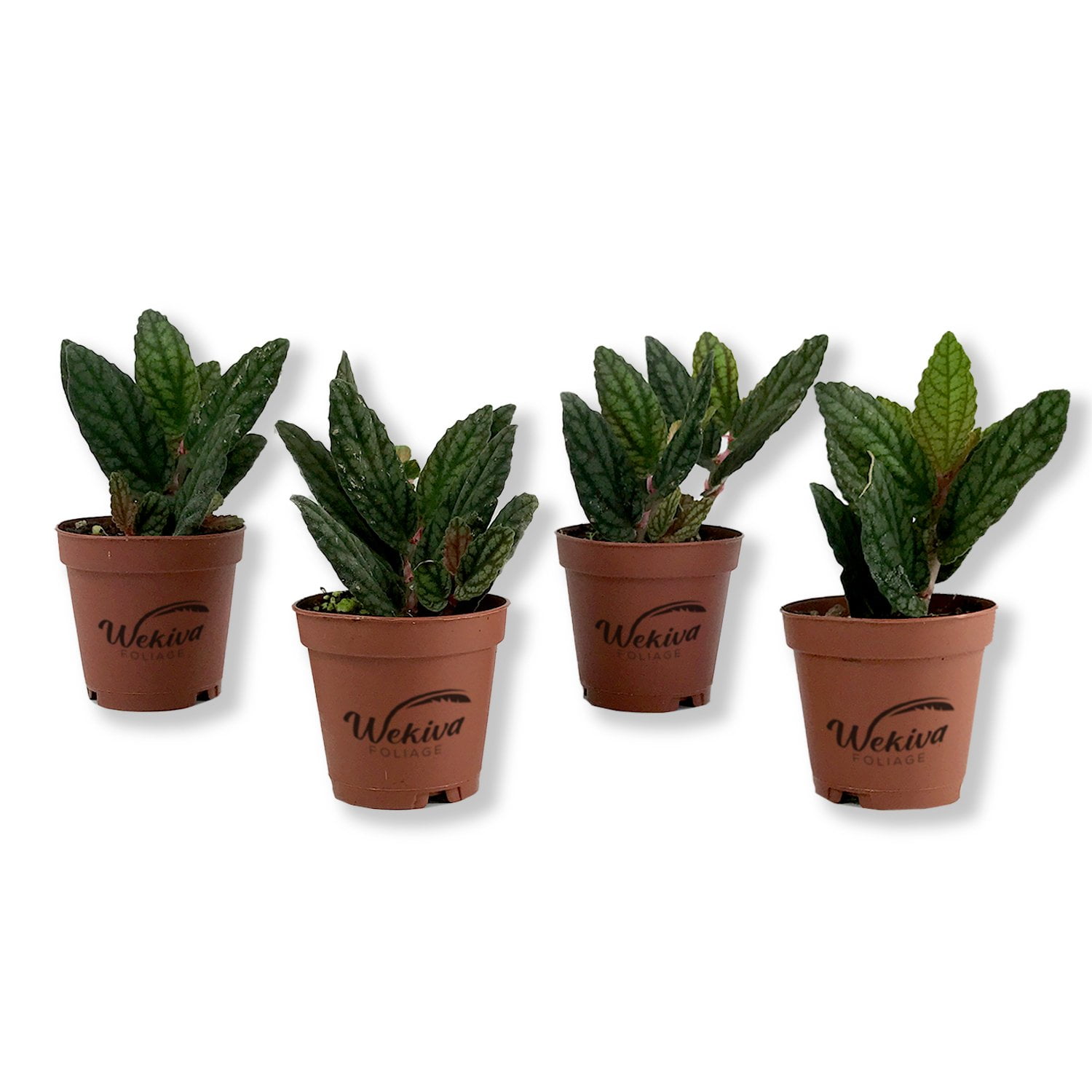 Polynesian Ivy - 4 Live Starter Plants in 2 Inch Pots - Pellionia ...