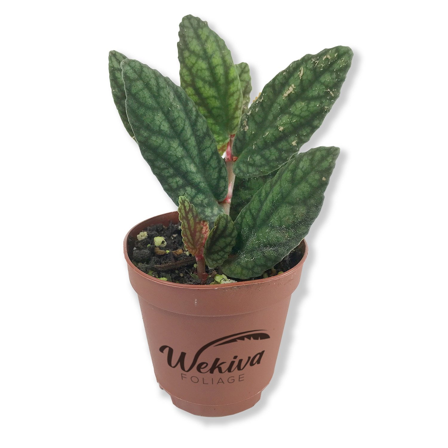 Polynesian Ivy - Live Starter Plant in a 2 Inch Pots - Pellionia ...