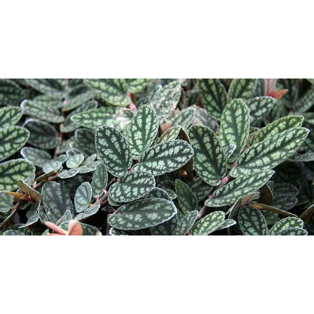 Polynesian Ivy Vine - Pellionia pulchra - 2.5" Pot - Terrarium/House ...