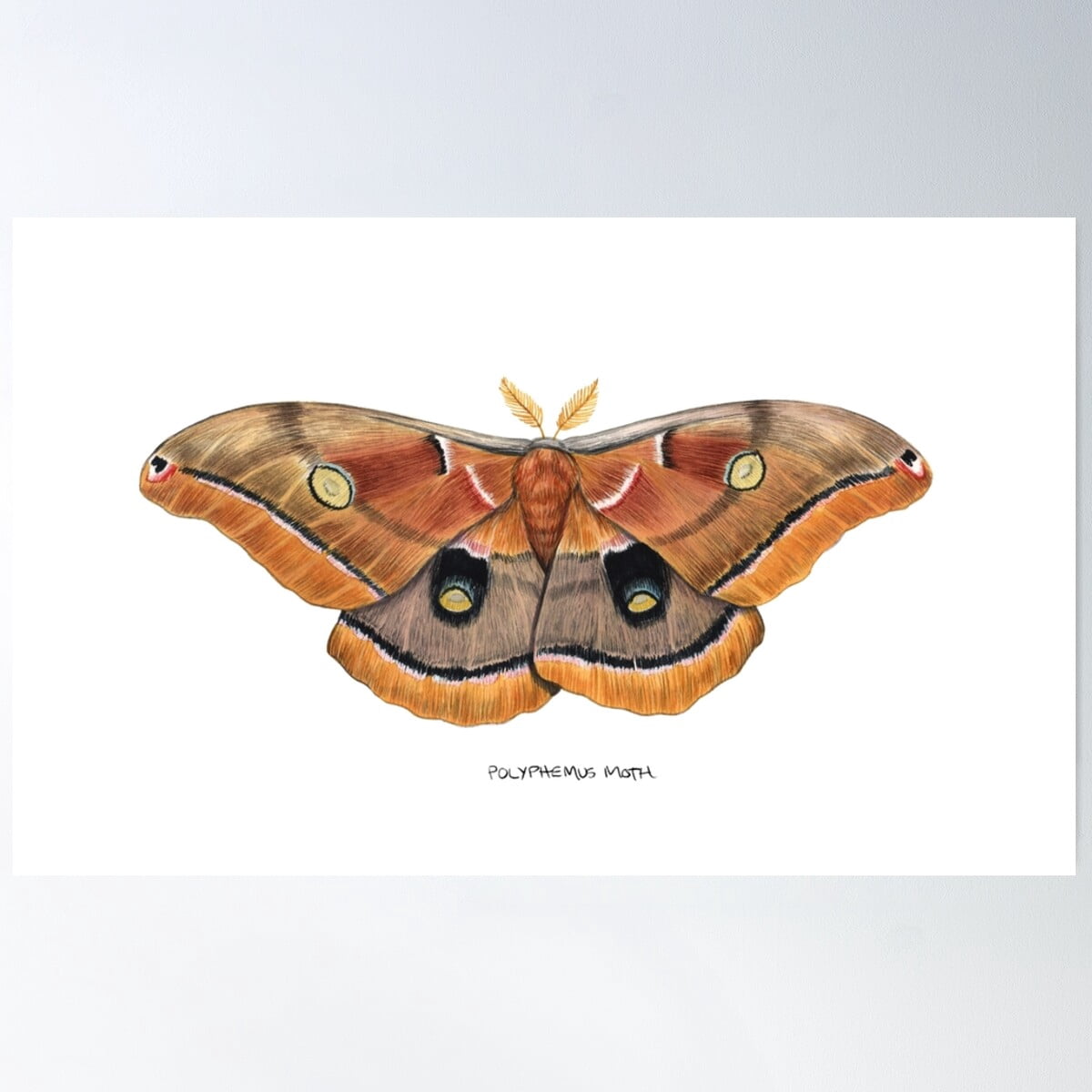 Polyphemus Moth (Antheraea Polyphemus) Ii Poster Wall Art, Modern Wall ...