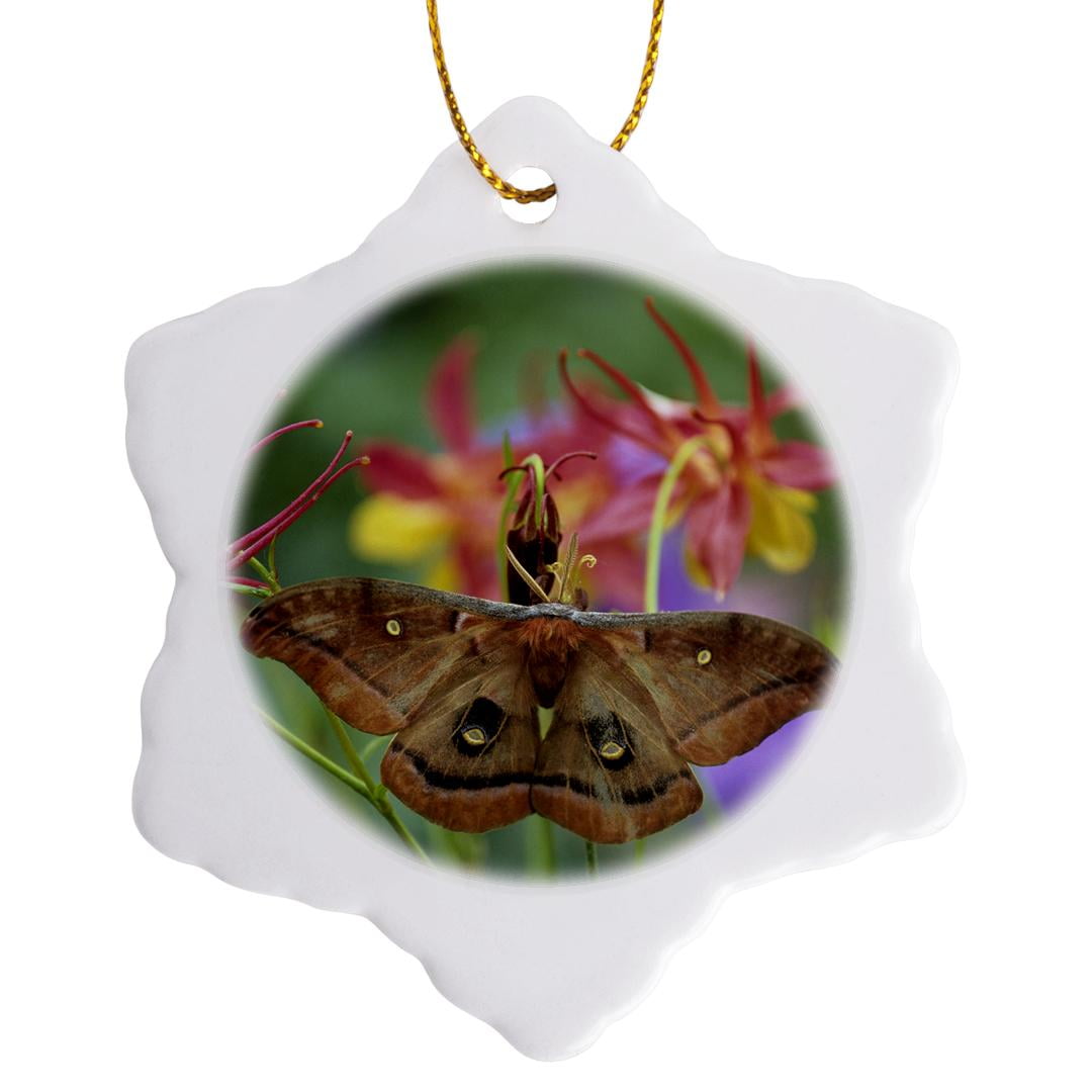 Polyphemus Moth Insect On Columbine In Garden - Na01 Bja0071 - Jaynes ...