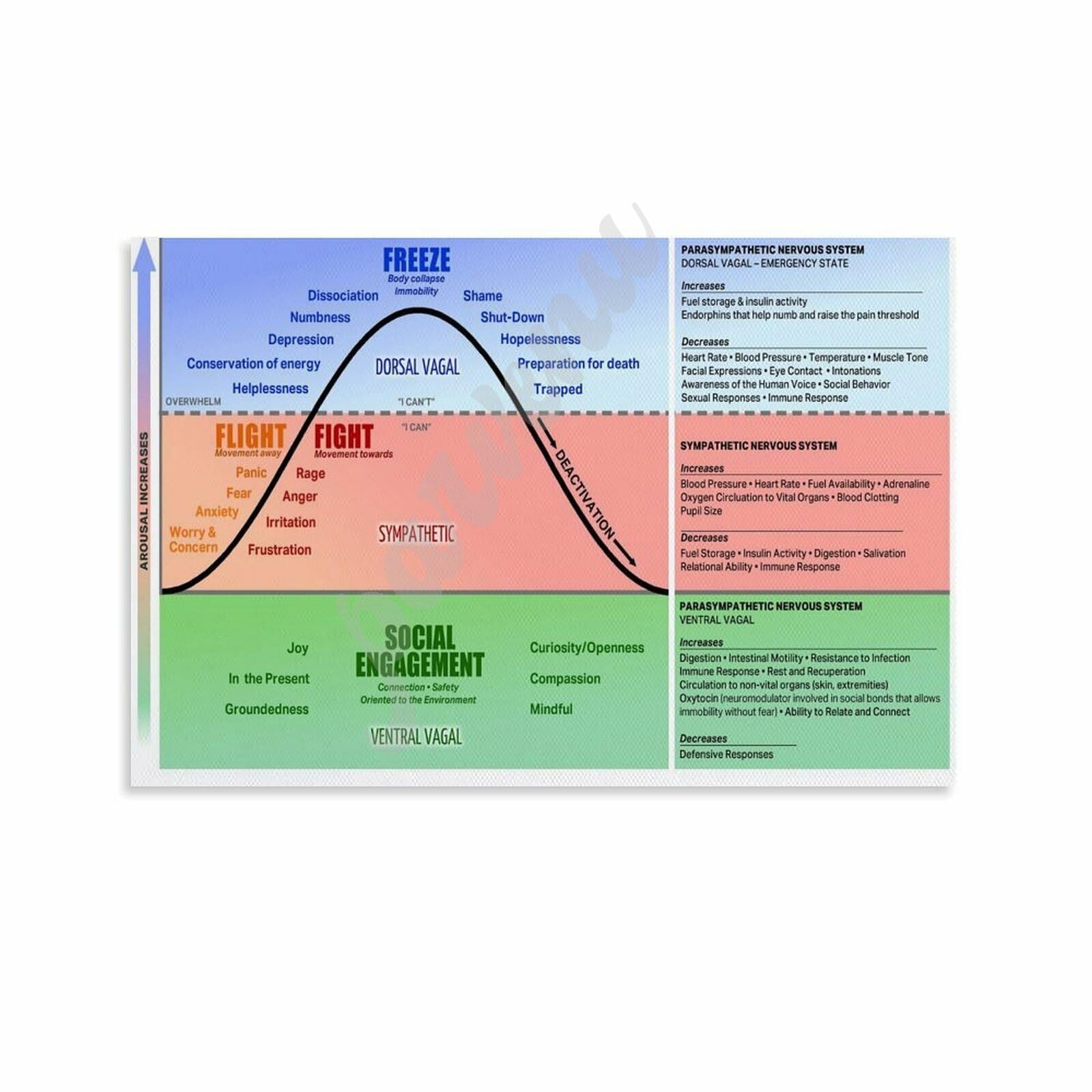 Polyvagal Phase Chart Mental Health (2) Canvas Painting Wall-Art for ...