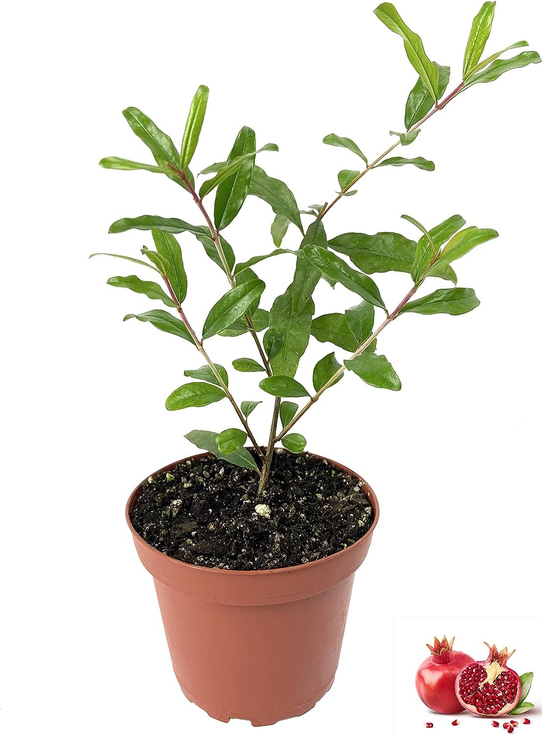 Simpson Nurseries 24" Wonderful Pomegranate Live Plant with Pot ...