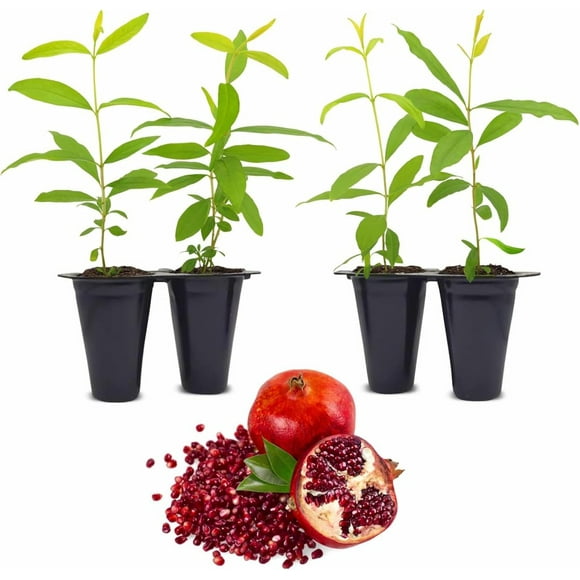 Edible Live Plants