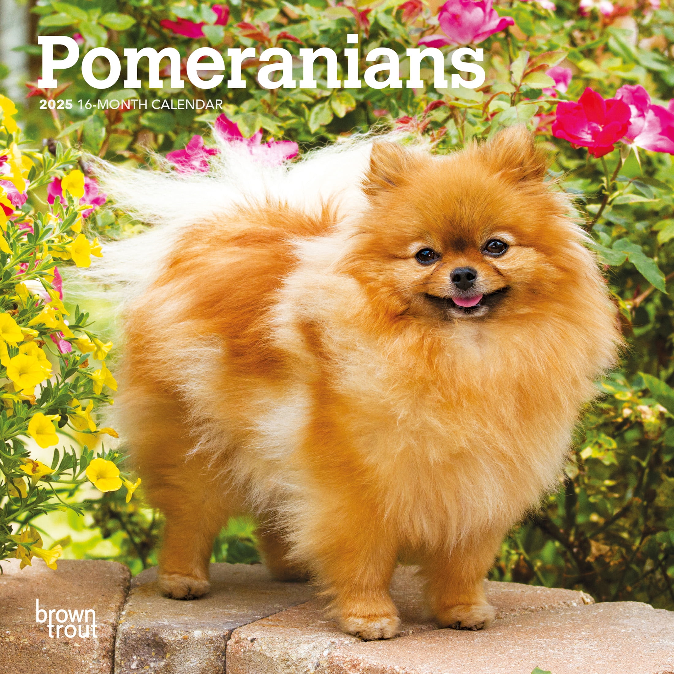 Pomeranians | 2025 7x14" (Hanging) Mini Wall Calendar | BrownTrout ...