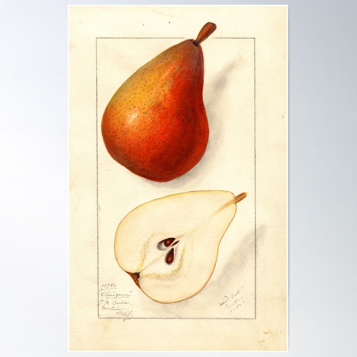 Pomological Watercolor Of Clairgeau Pears (Pyrus Communis) Poster Wall ...