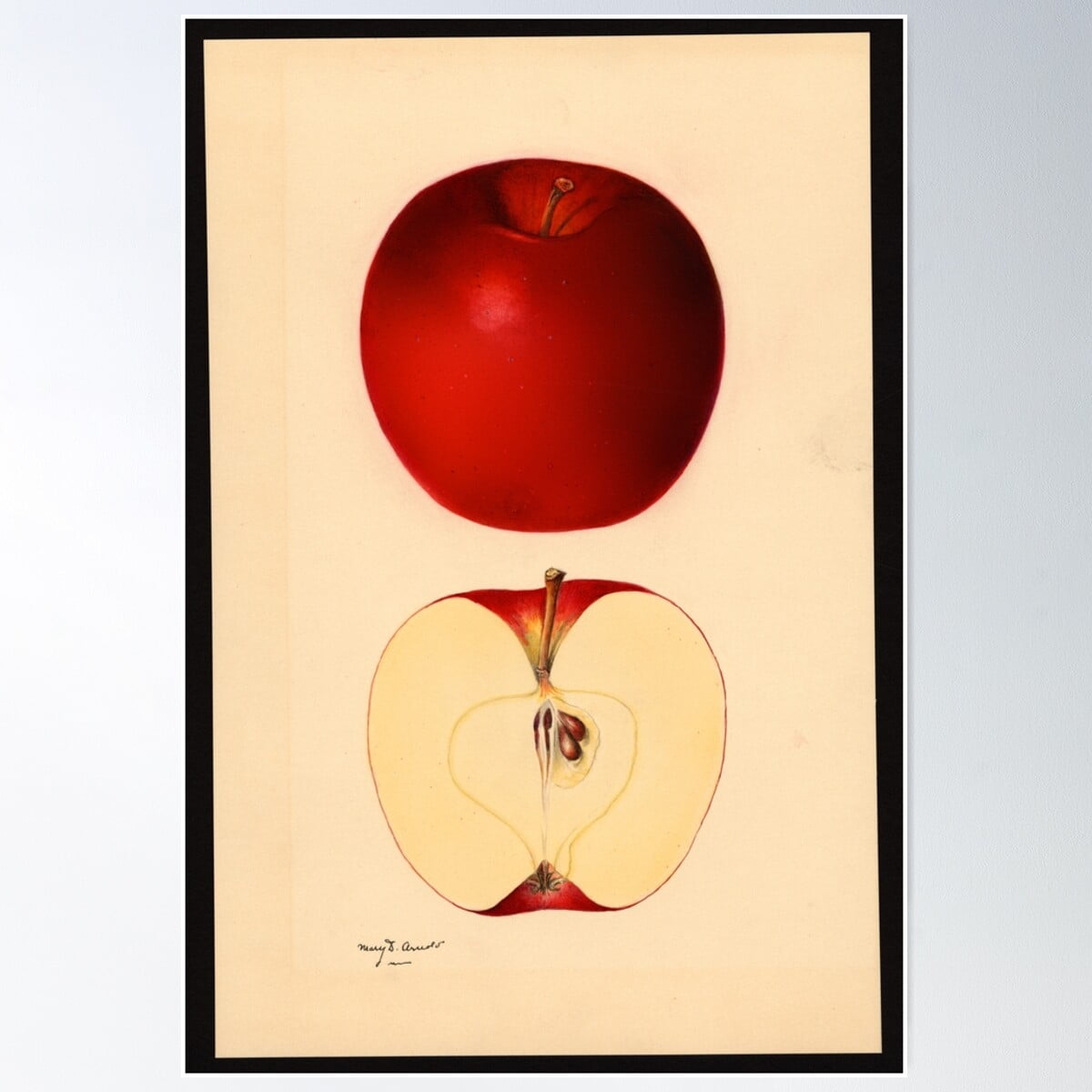 Pomological Watercolor Of Rome Beauty Apple (Malus Domestica) Poster ...