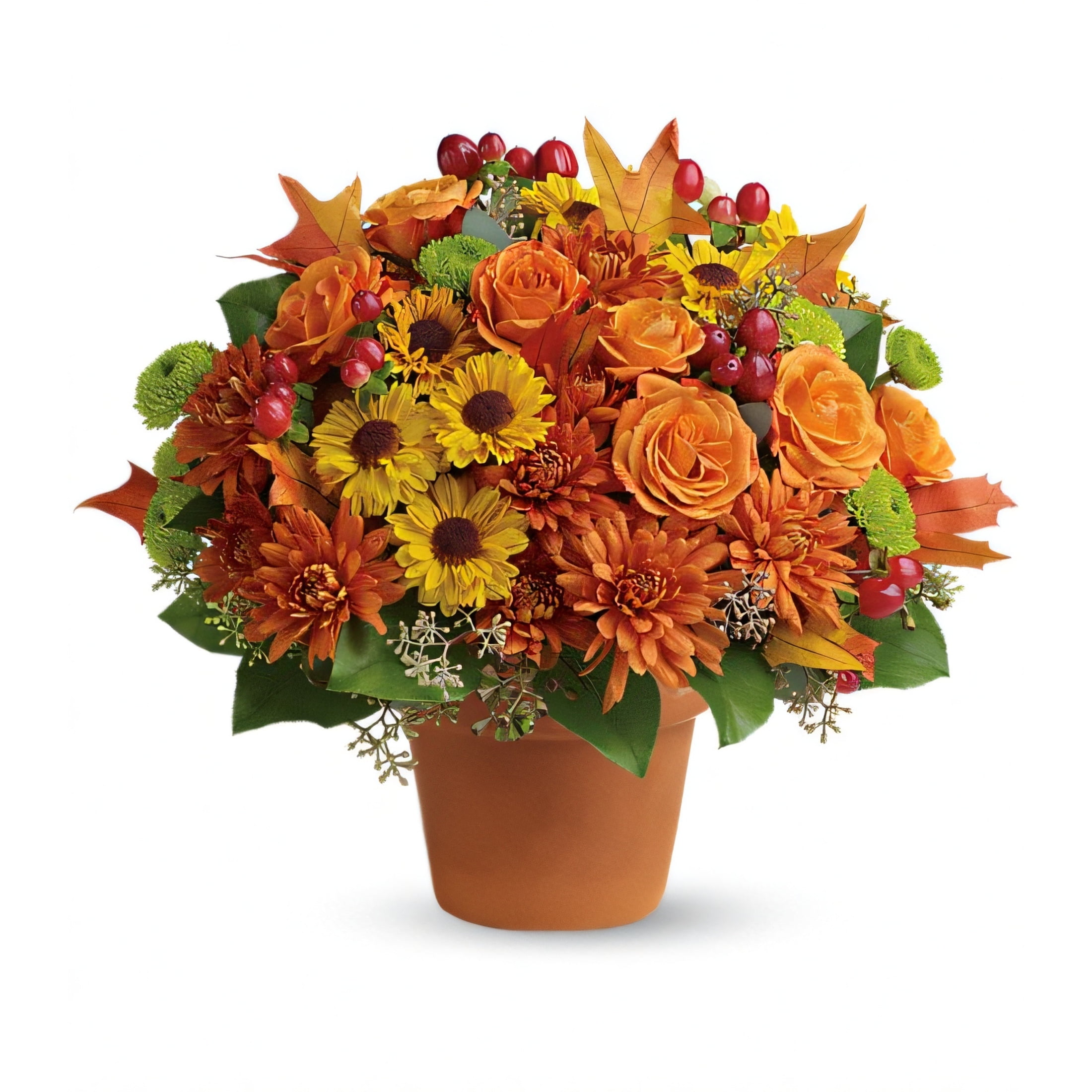 Sugar Maples - Premium - Walmart.com