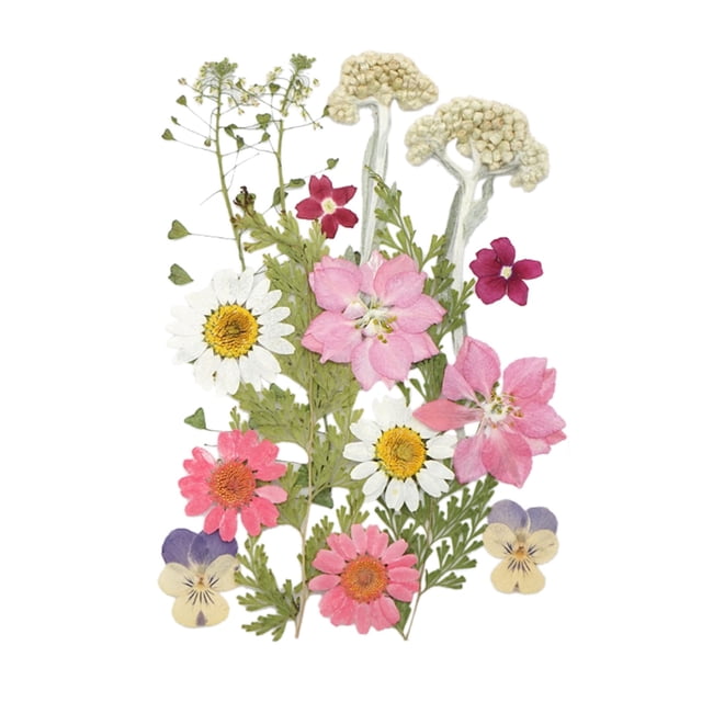 Pompotops Natural Dried Flowers Combination DIY Dry Flower Decorative ...