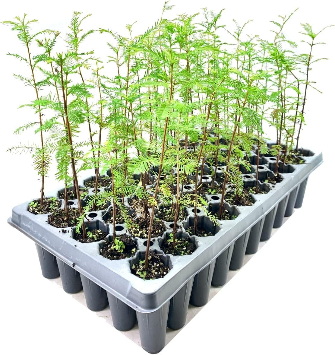 Pond Cypress 3 Live Trees Taxodium Ascendens Wet Tolerant Fast Growing ...