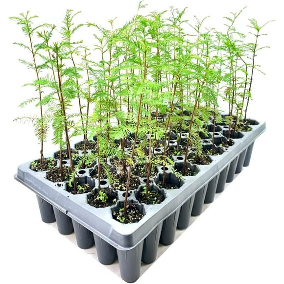 Fast Growing Drought Tolerant Trees