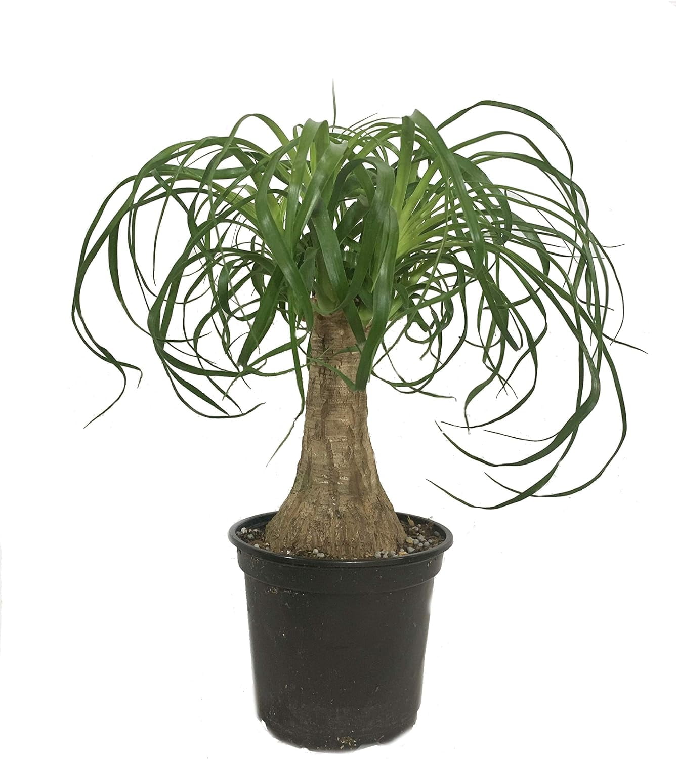 Ponytail Palm - 5 Live Plants in 6 Inch Growers Pots - Beaucarnea ...