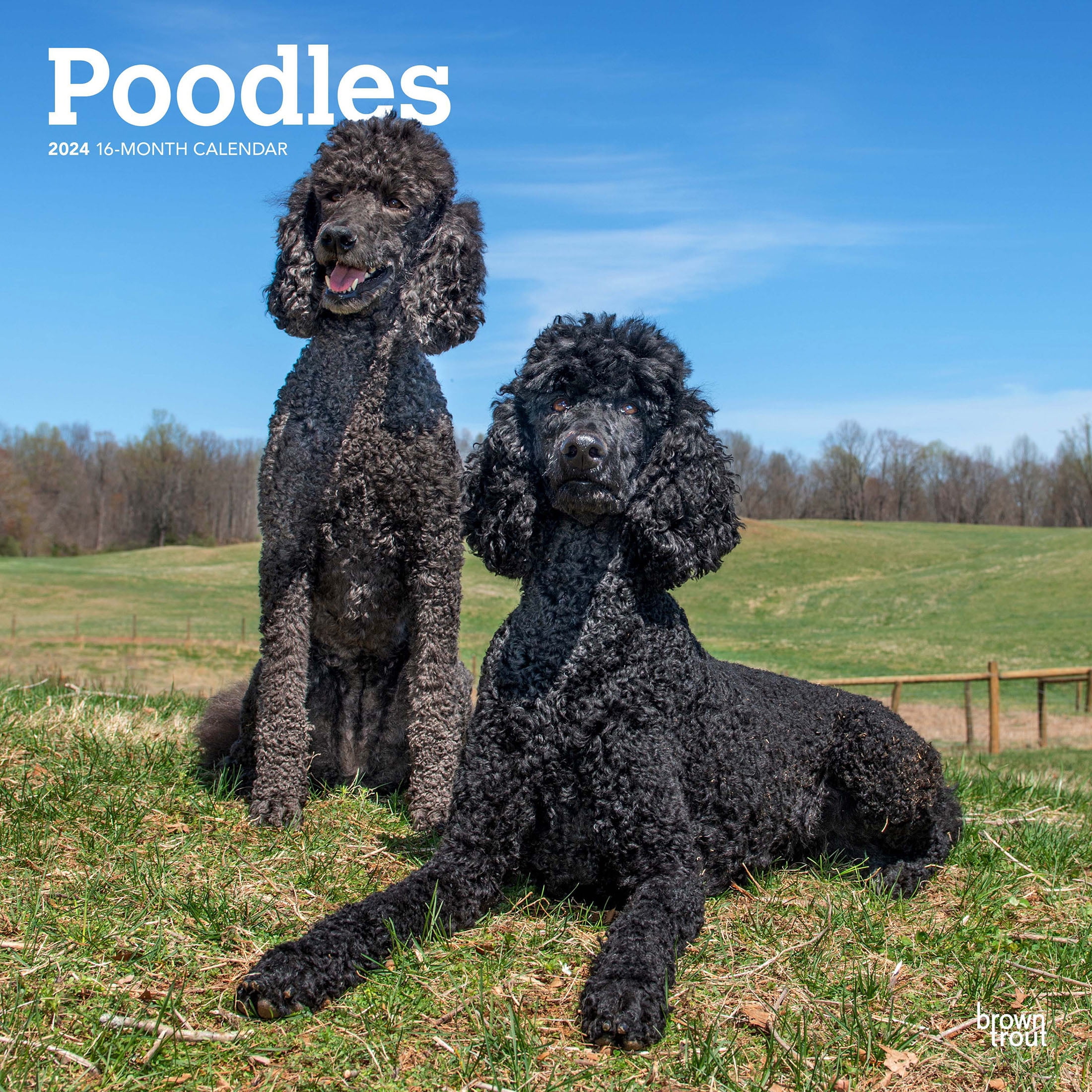 Poodles | 2024 12x24" (Hanging) Monthly Square Wall Calendar ...