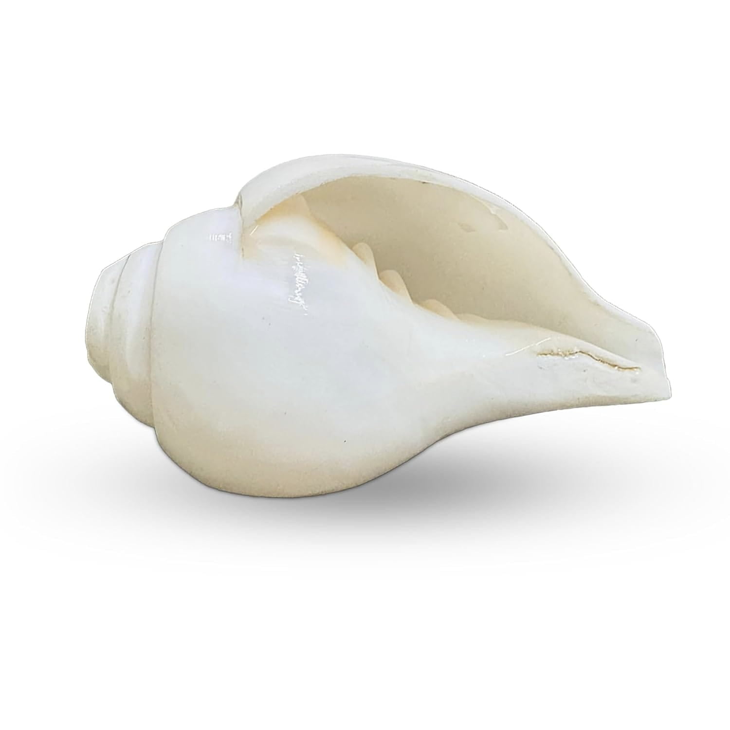 Pooja Shankh Natural Loud Blowing Conch Shells Spiritual Shankh For ...