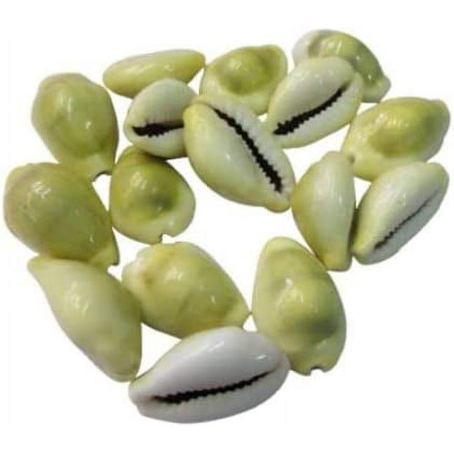 Pooja Yellow Cowdi / Kouri / Kori Shells Monetaria Monta Shells For ...