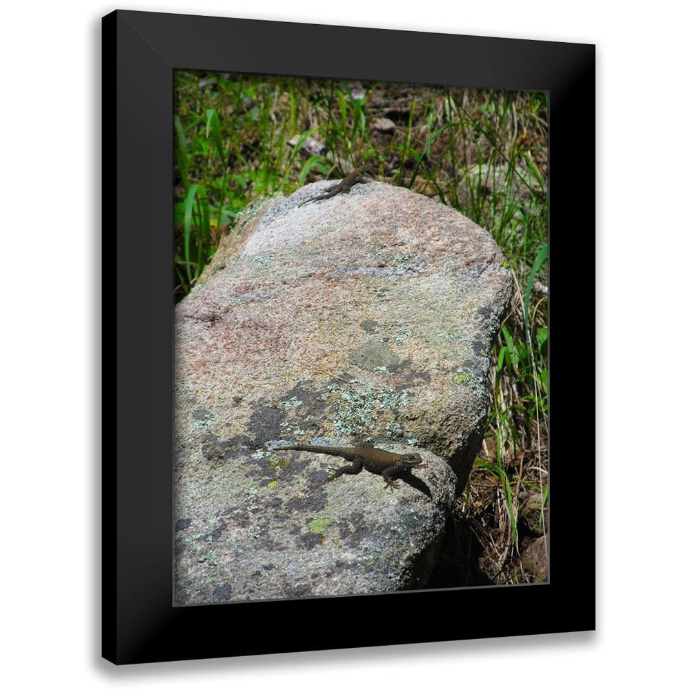 Popcorn 12x14 Black Modern Framed Museum Art Print Titled - Lizard II ...