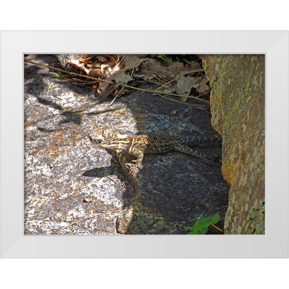 Popcorn 14x12 White Modern Wood Framed Museum Art Print Titled - Lizard ...