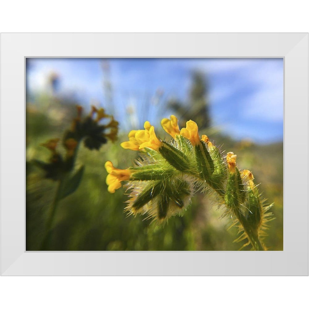 Popcorn 14x12 White Modern Wood Framed Museum Art Print Titled ...