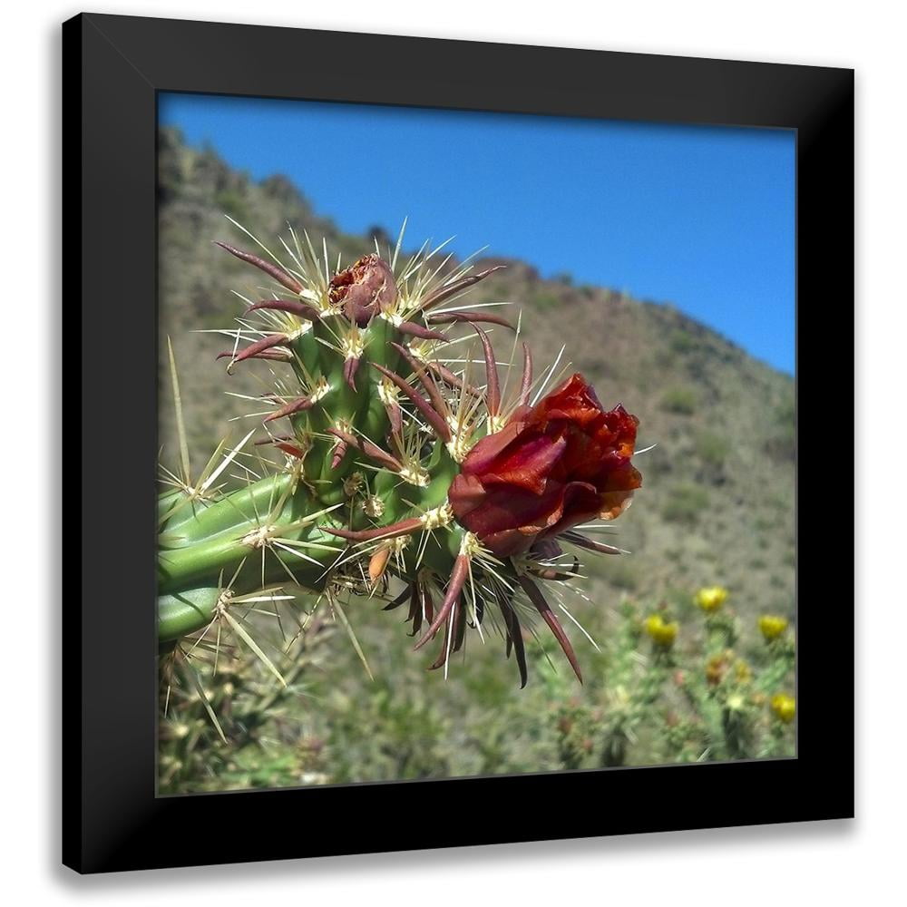Popcorn 15x15 Black Modern Framed Museum Art Print Titled - Cholla ...
