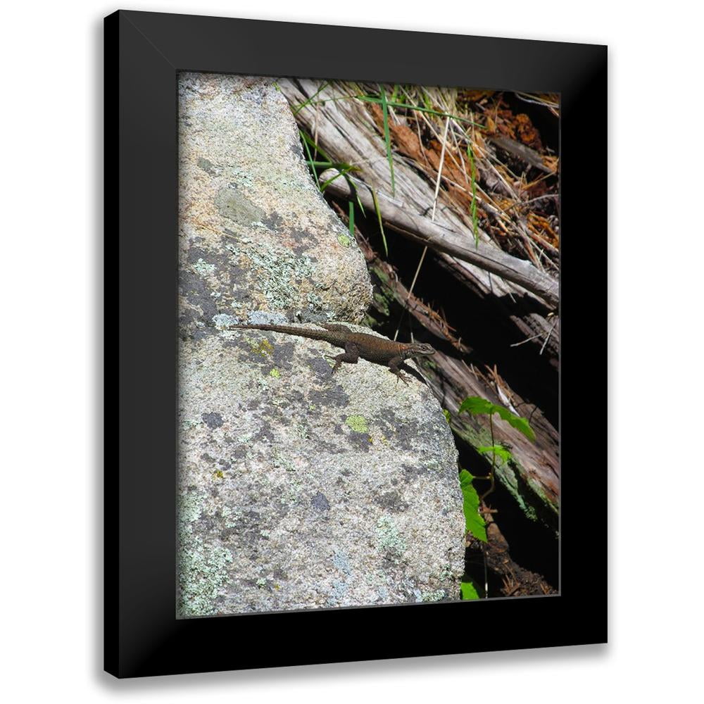 Popcorn 19x24 Black Modern Framed Museum Art Print Titled - Lizard I ...
