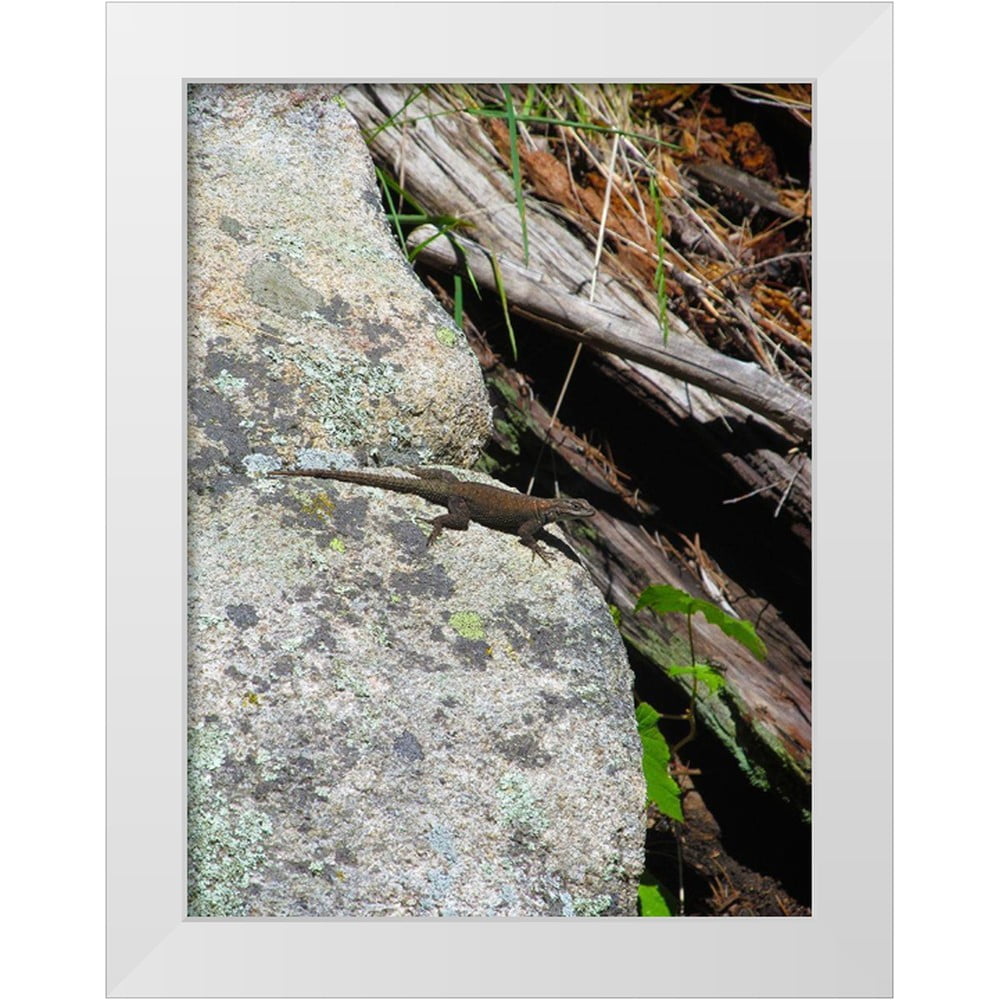 Popcorn 25x32 White Modern Wood Framed Museum Art Print Titled - Lizard ...
