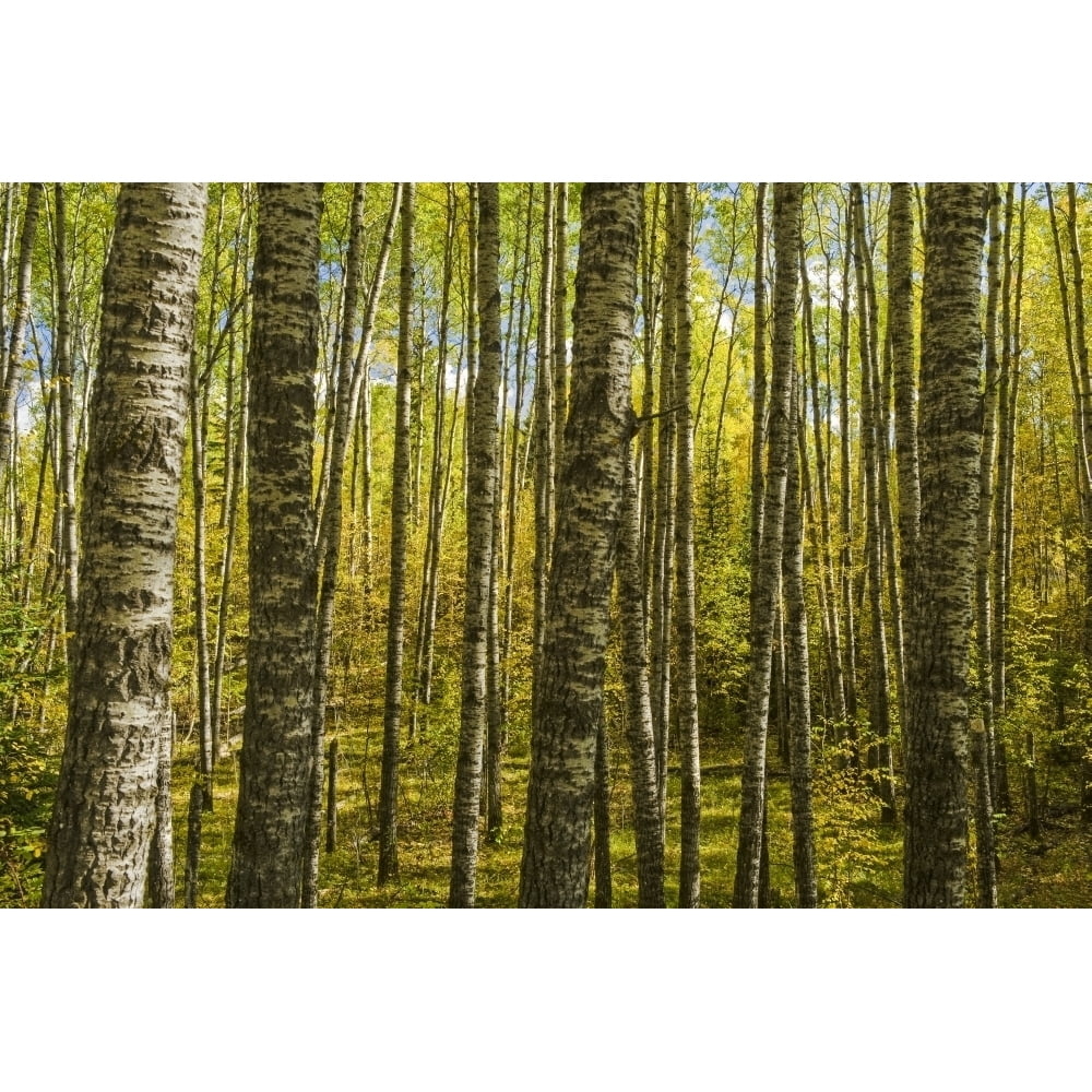 Poplar trees in a forest in autumn Prince Albert National Park ...