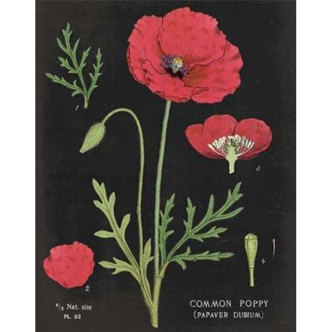 Poppy Chart Poster Print by Sue Schlabach - Walmart.com