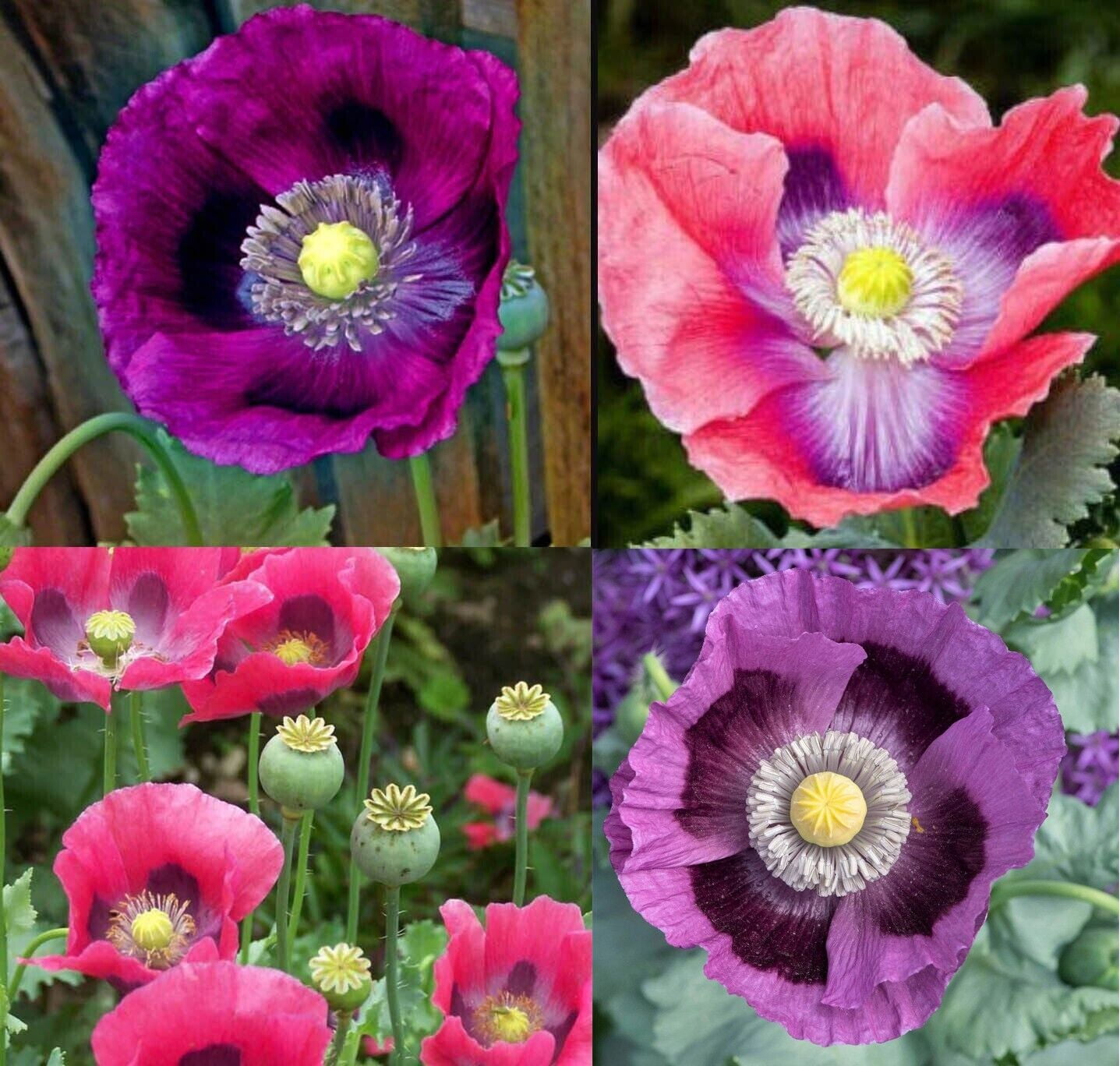 Poppy DELUXE MIX 500 Seeds Papaver somniferum Mother Nature's Seeds Non ...