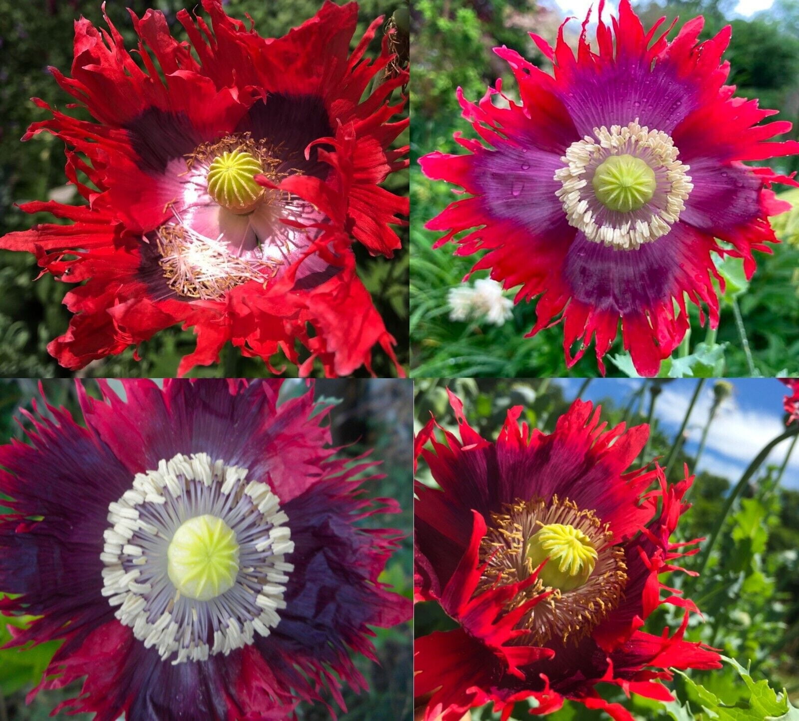 Poppy DRAMA QUEEN 500 Seeds Papaver somniferum Mother Nature's Seeds Non-GMO Fresh Flower Seeds ...