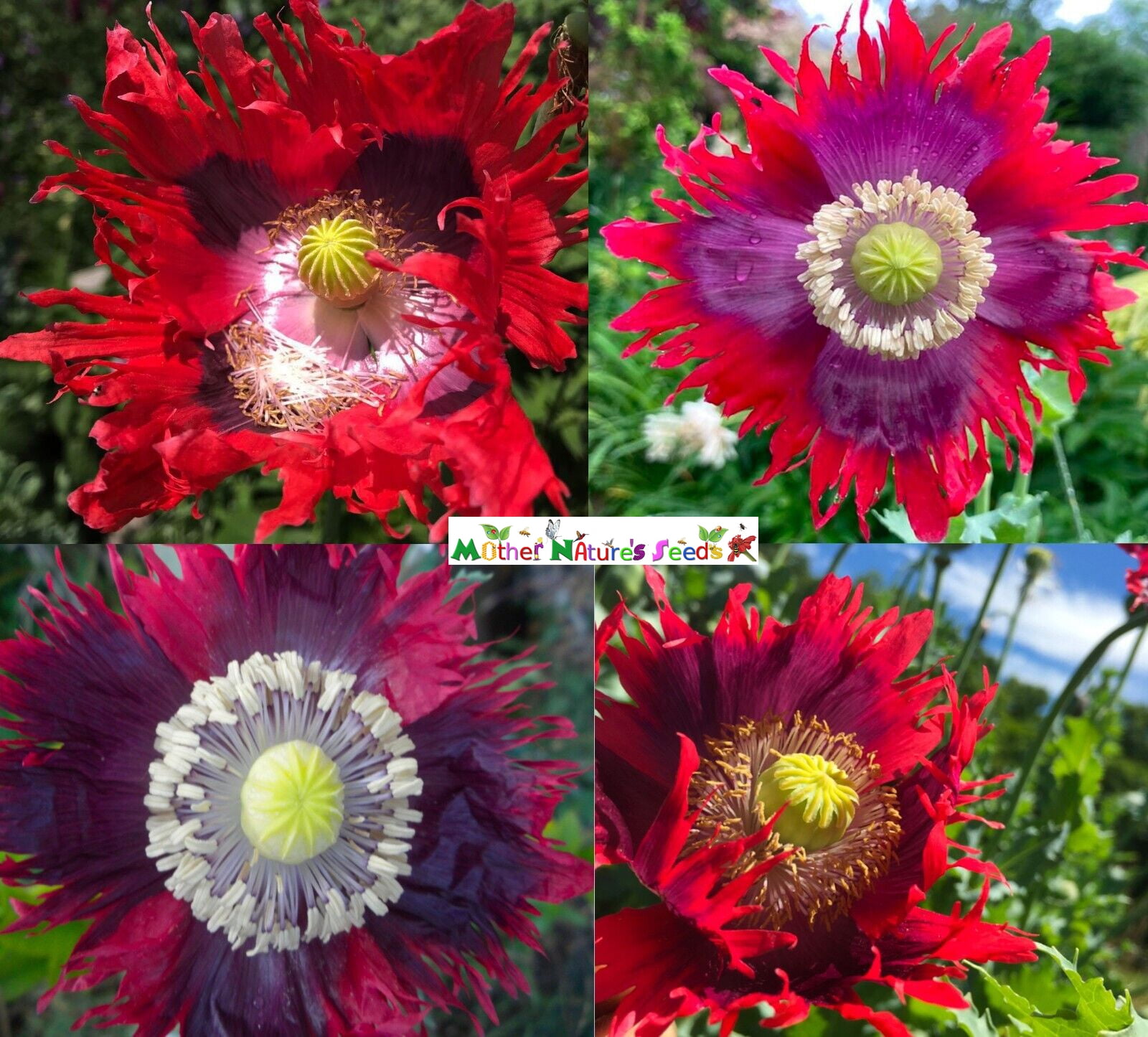Poppy DRAMA QUEEN Breadseed Frilled Edges Red Purple Flowers Non-GMO ...