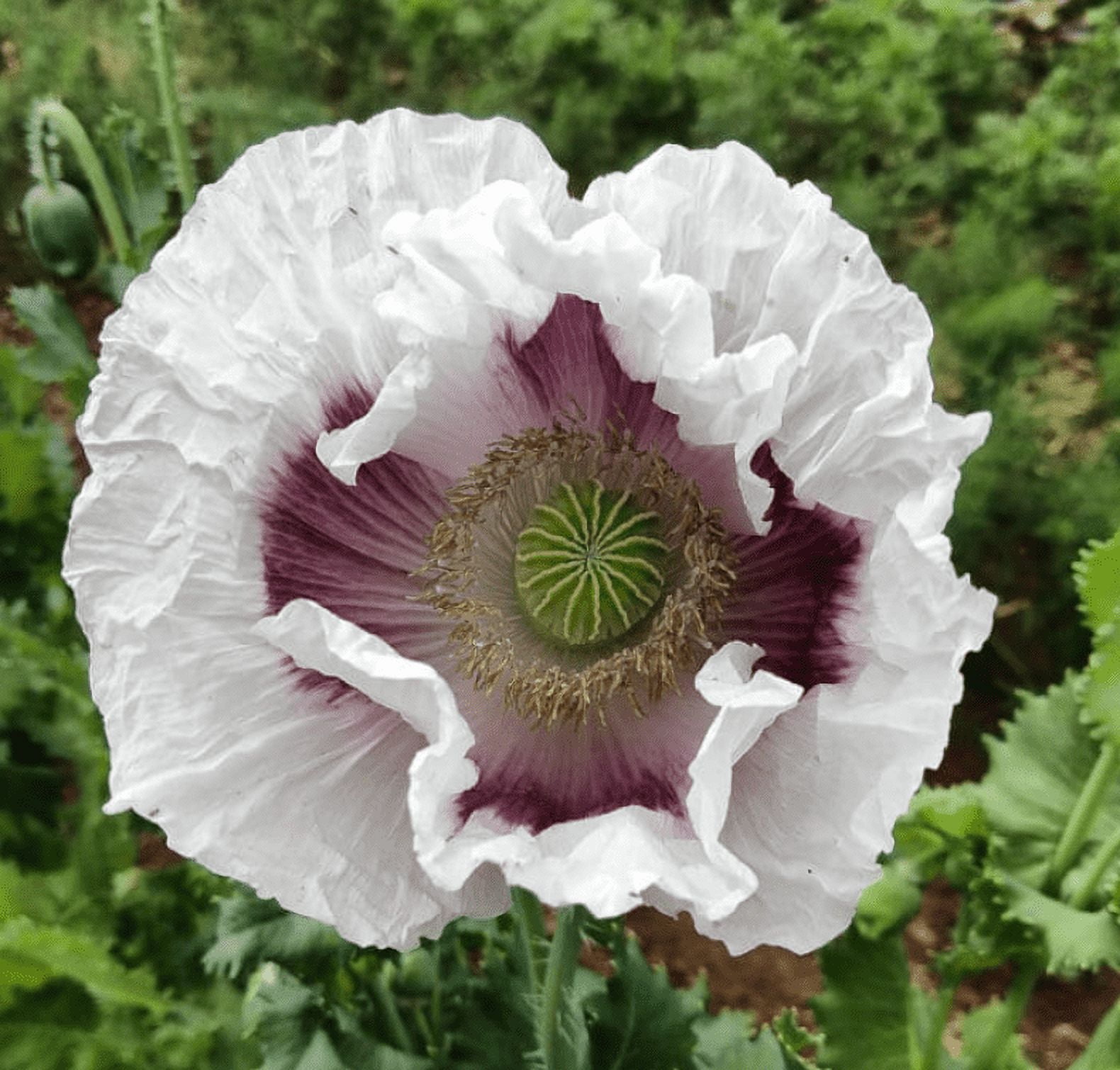 Poppy ELKA WHITE 500 Seeds Papaver somniferum Mother Nature's Seeds ...