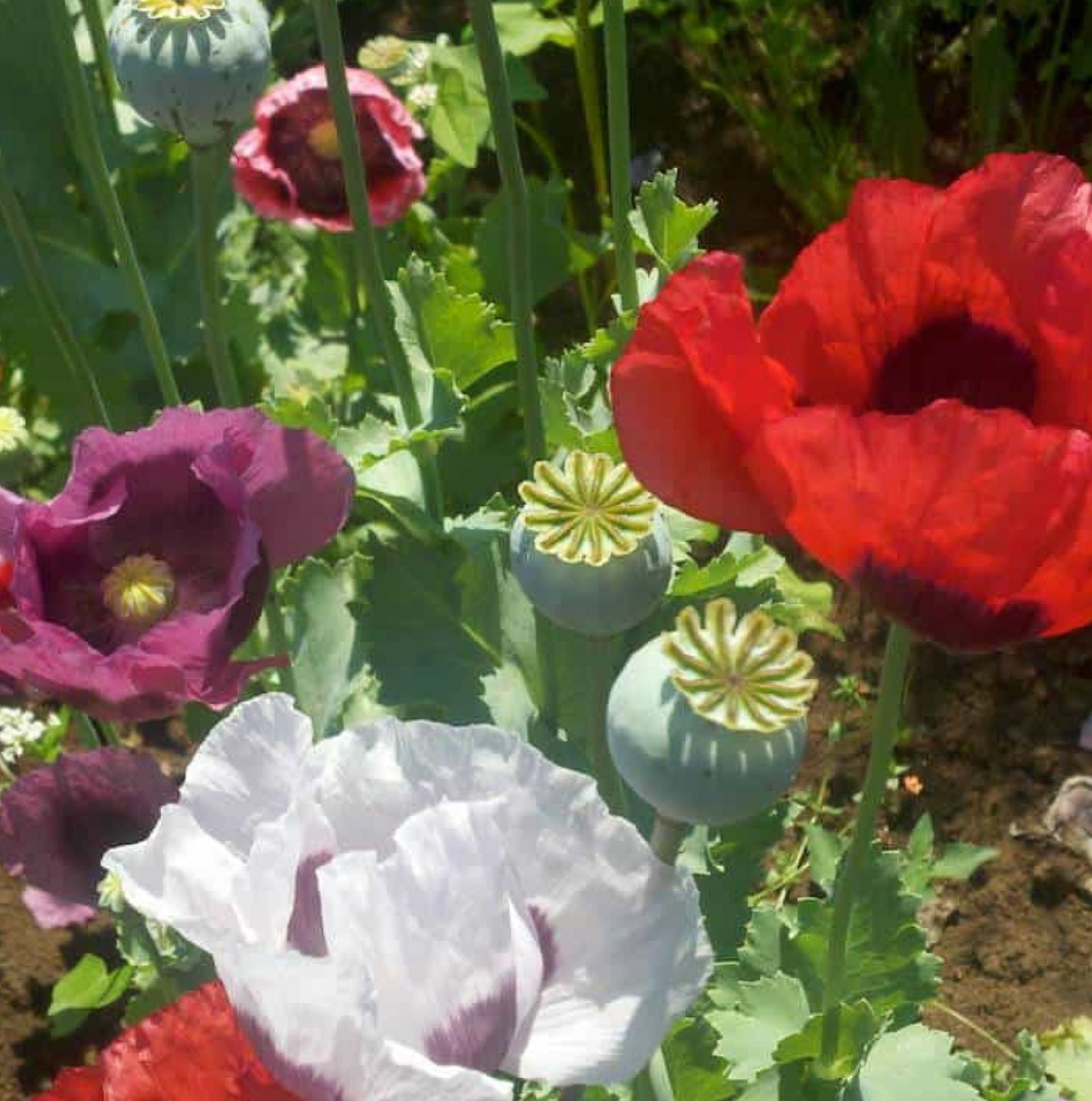 Poppy FOOD NOT LAWNS 500 Seeds Papaver somniferum Mother Nature's Seeds ...