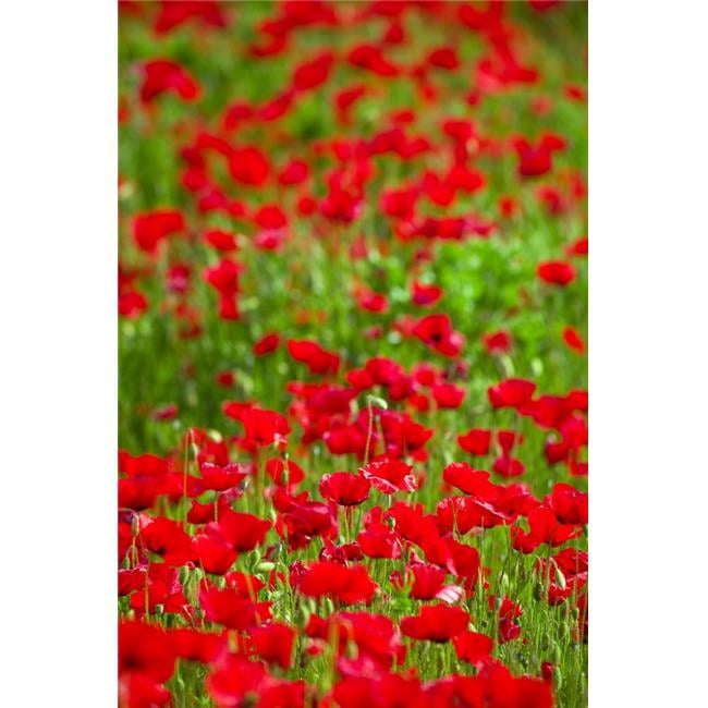 Poppy Field Poster Print by Carson Ganci, 22 x 34 - Large - Walmart.com