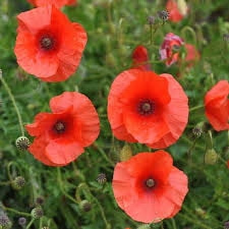 Poppy, Flanders, 200+ Seeds, Stunning Bright Red Flower, Great Poppies ...