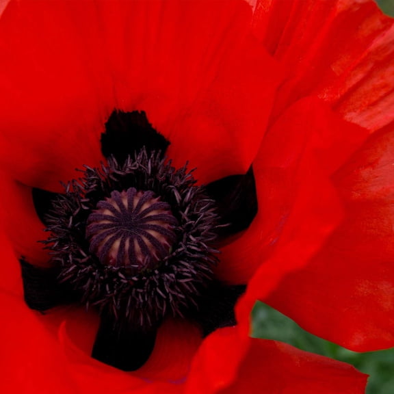 Red Poppy Seeds