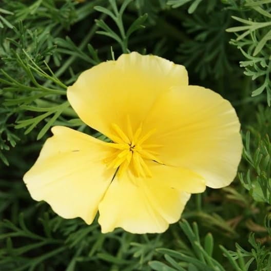 Poppy Flower Seeds for Planting - Rare Strains (50 Seeds per Packet ...