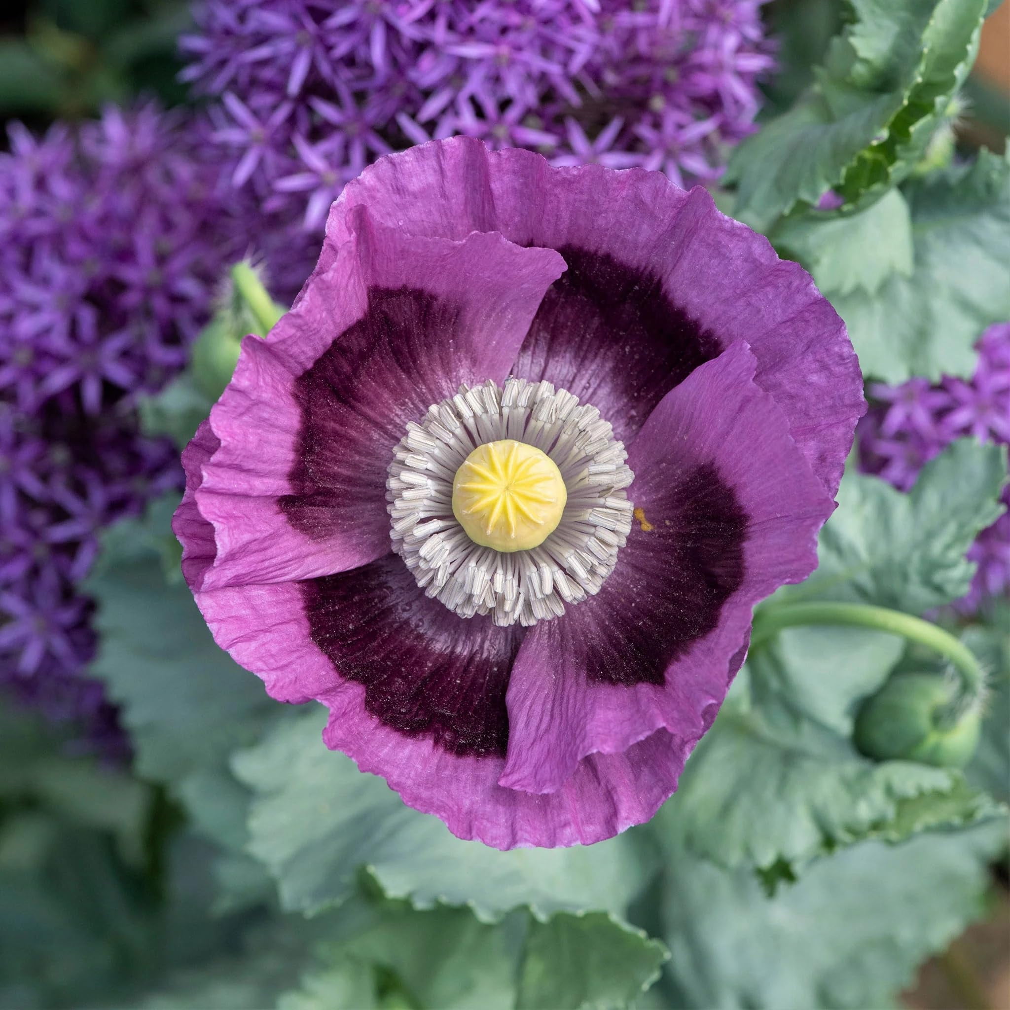 Poppy Flower Seeds for Planting - Rare Strains (50 Seeds per Packet ...