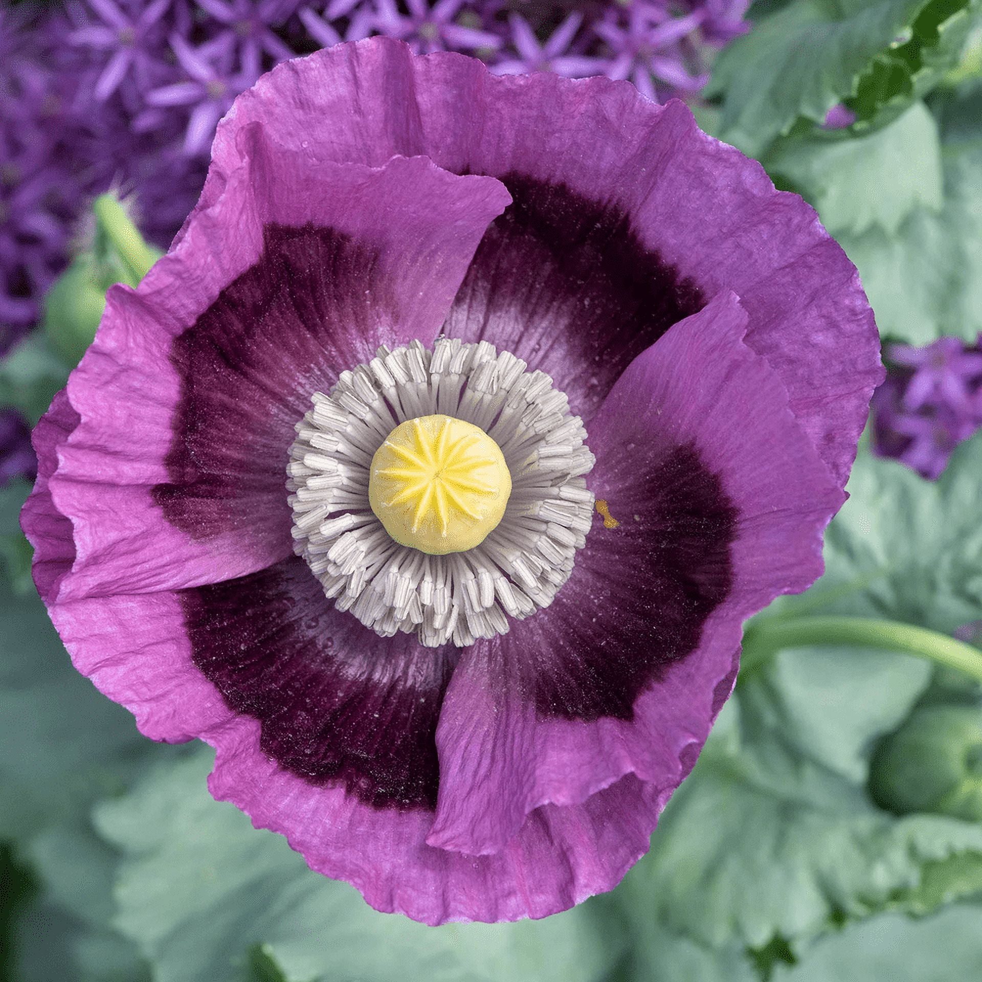 Poppy HUNGARIAN BREADSEED 1000 Seeds Papaver somniferum Mother Nature's ...