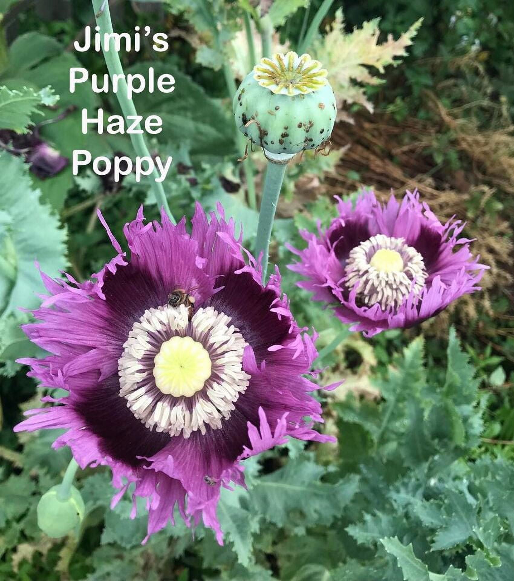 Poppy JIMI'S PURPLE HAZE 500 Seeds Papaver somniferum Mother Nature's ...