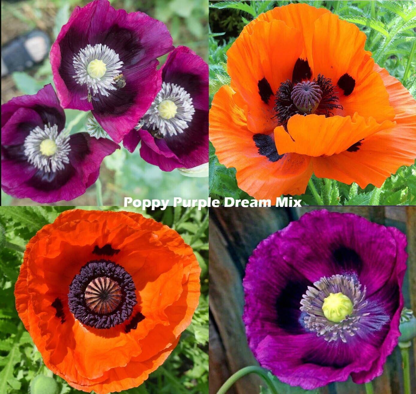 Poppy PURPLE DREAM MIX 500 Seeds - Walmart.com