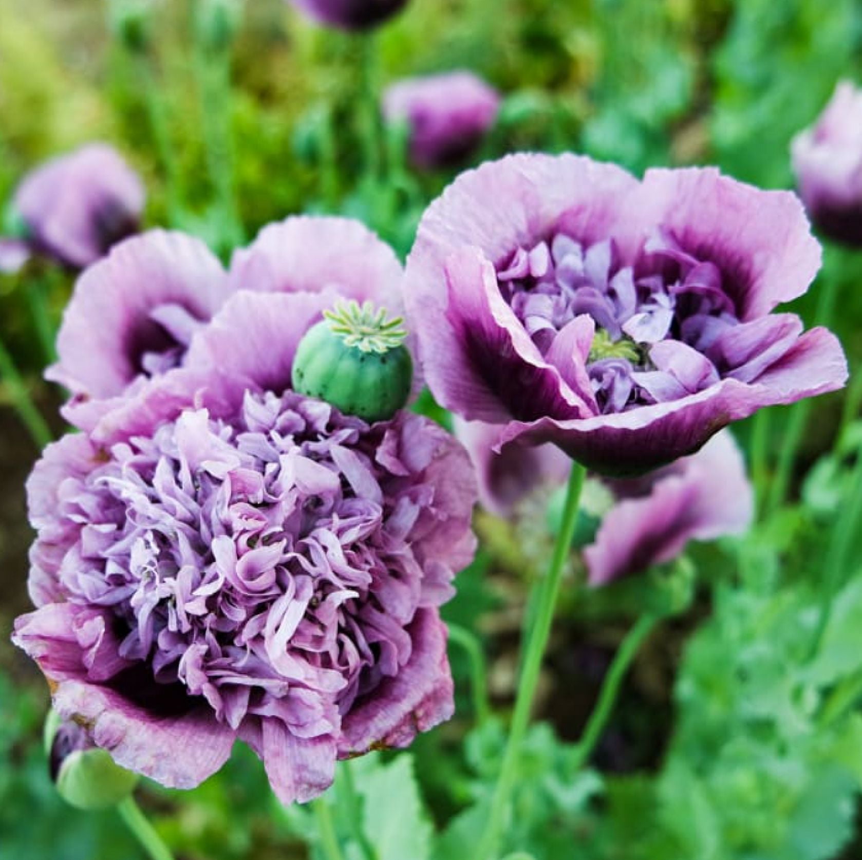 Mother Nature's Seeds 500 Poppy 'Purple Frilly English' Plant Seeds ...