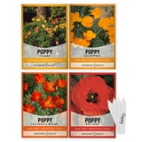 Poppy Seed Assortment for Planting | 4 Vibrant Varieties - Walmart.com